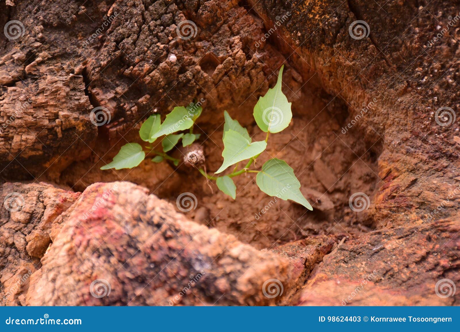 Soft Peak Shoot from Trunk Tree Stock Image - Image of soft, peepul ...
