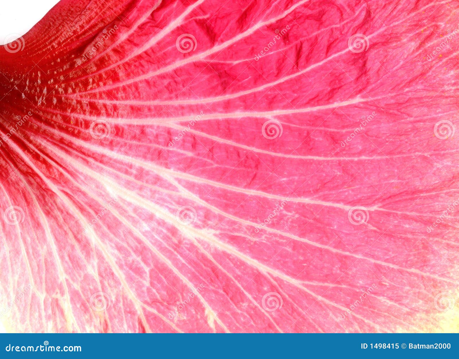 Soft petal scan stock image. Image of flower, toned, pretty - 1498415