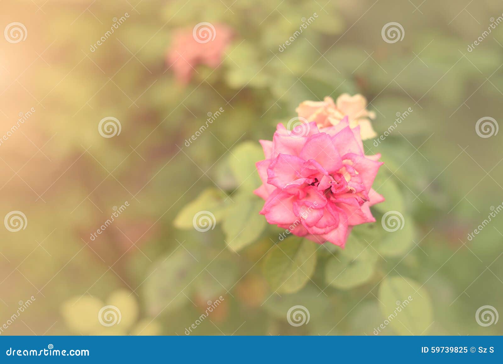Soft Photo of a Rose Flower Stock Image - Image of flora, beauty: 59739825