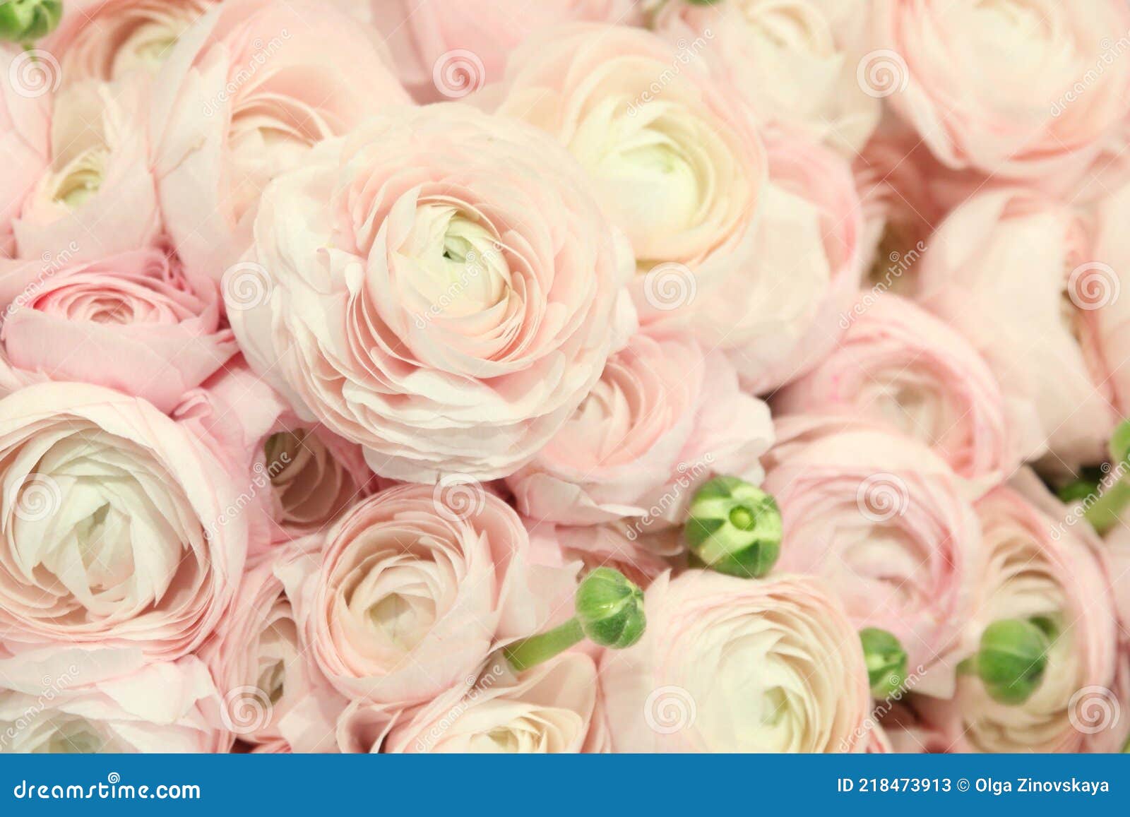 Soft Pink Background of Many Colors of Ranunculus Stock Image - Image ...