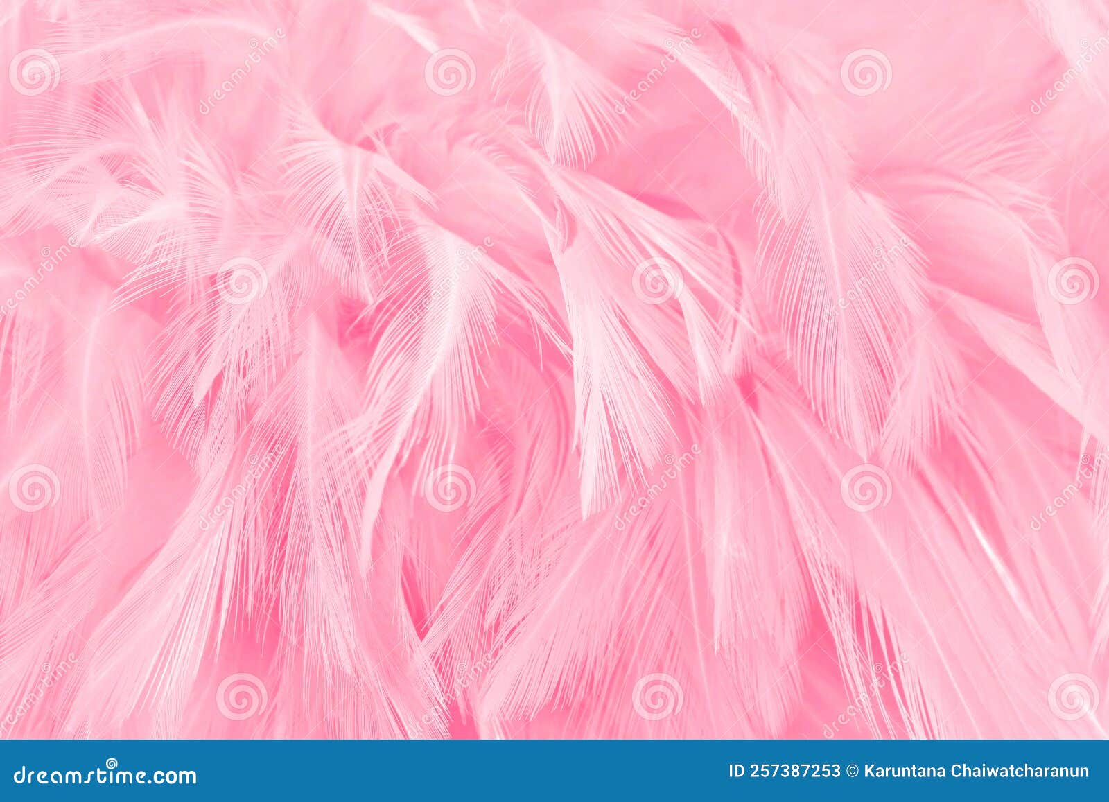 Soft Pink Bird Feather Pattern Texture for Background and Design Stock ...