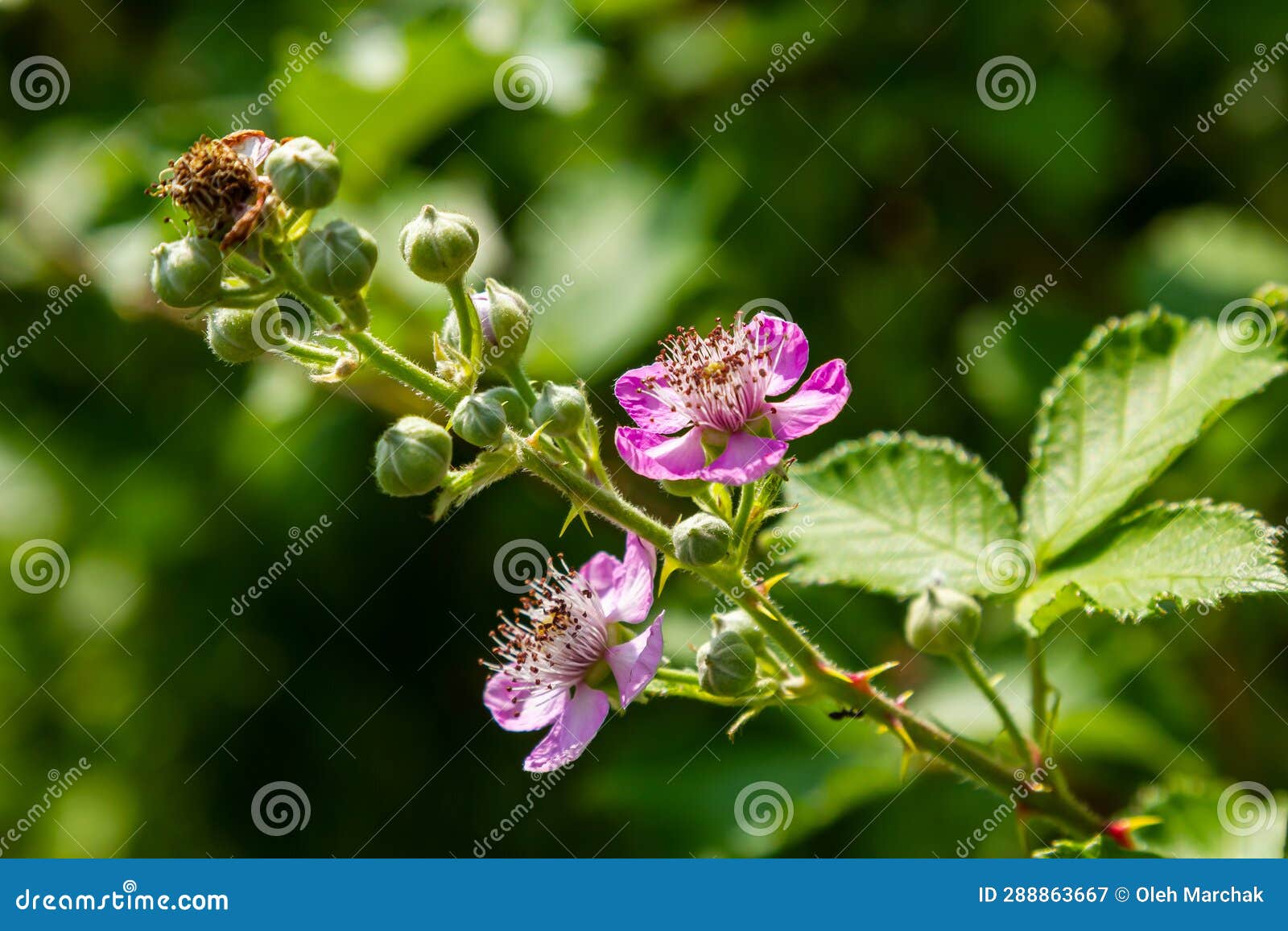 Soft Pink Blackberry Flowers and Buds in Spring - Rubus Fruticosus ...