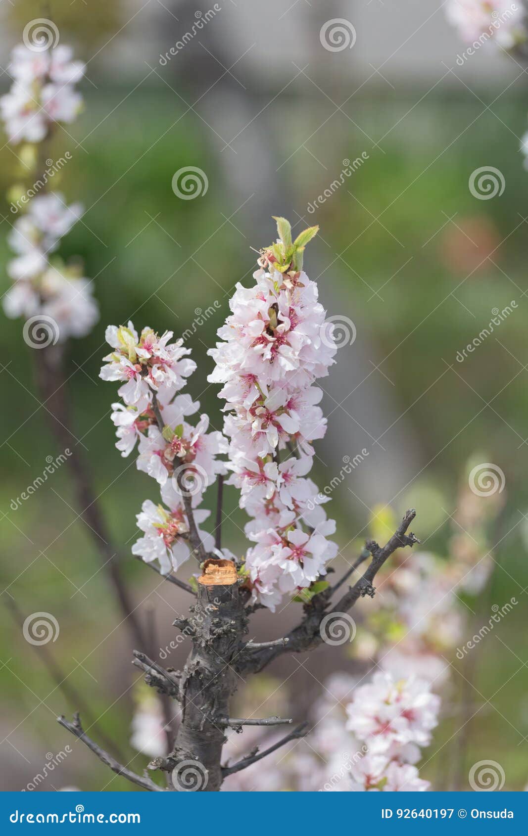 Soft pink cherry blossom stock image. Image of cherry - 92640197