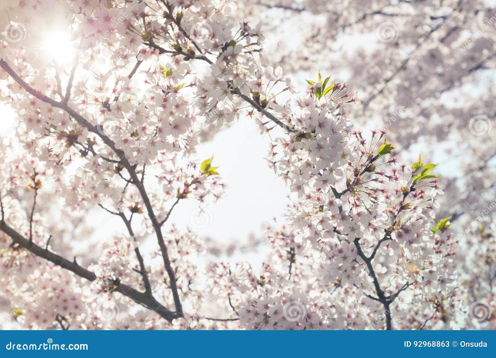 Soft pink cherry blossom stock image. Image of sakura - 92968863
