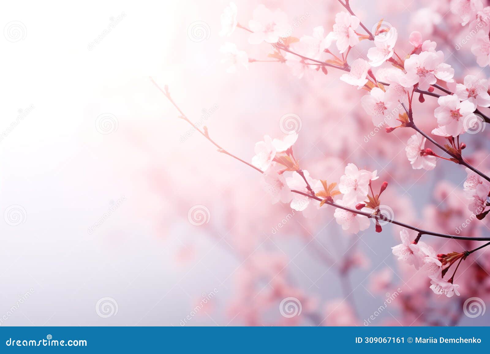 Soft Pink Cherry Blossoms on Misty Branches Stock Image - Image of airy ...