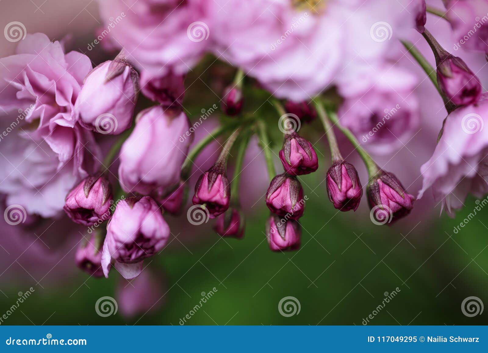 Soft Pink Cherry Blossoms in Spring Stock Image - Image of tree ...