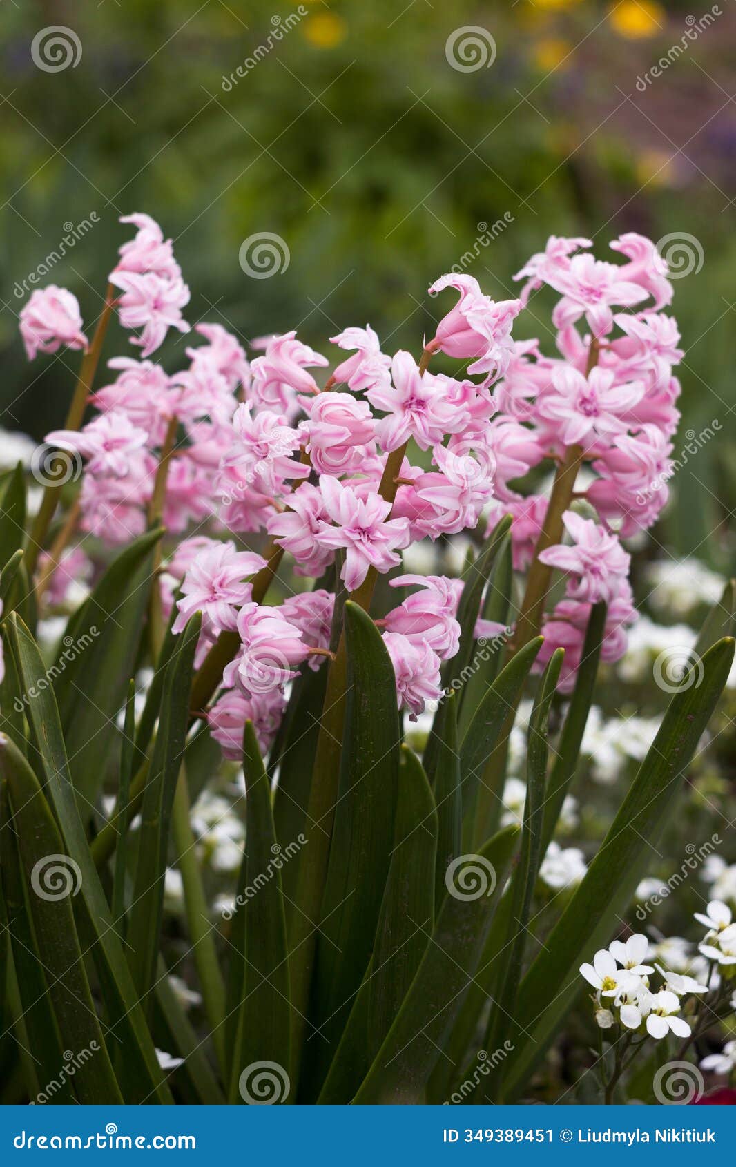 Soft Pink Double Hyacinth in the Garden, Multi-flowered Spring Flower ...