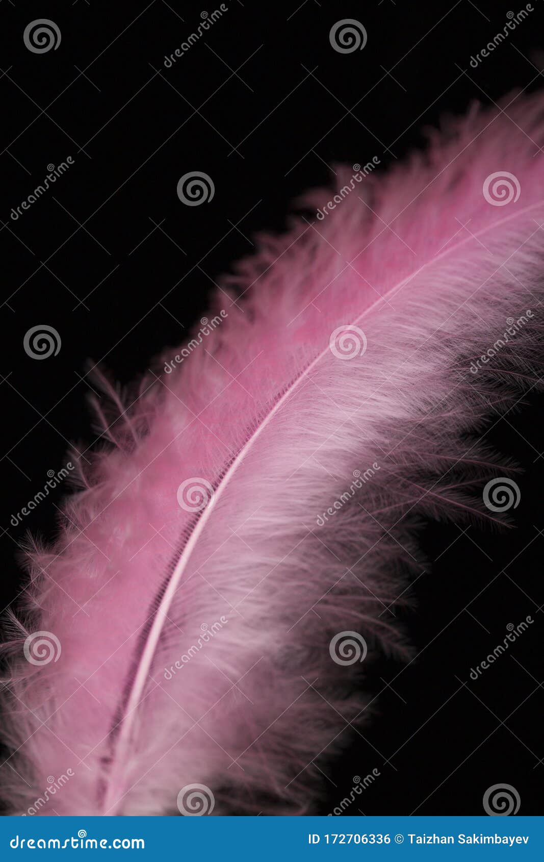 Soft Feather Stock Photos - Download 30,252 Royalty Free Photos
