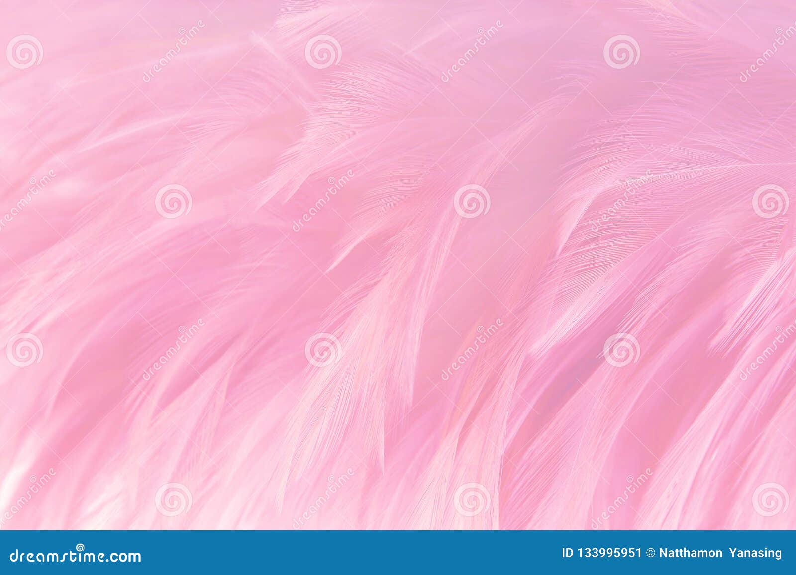 Soft Pink Feathers Texture Background Stock Image - Image of bird ...