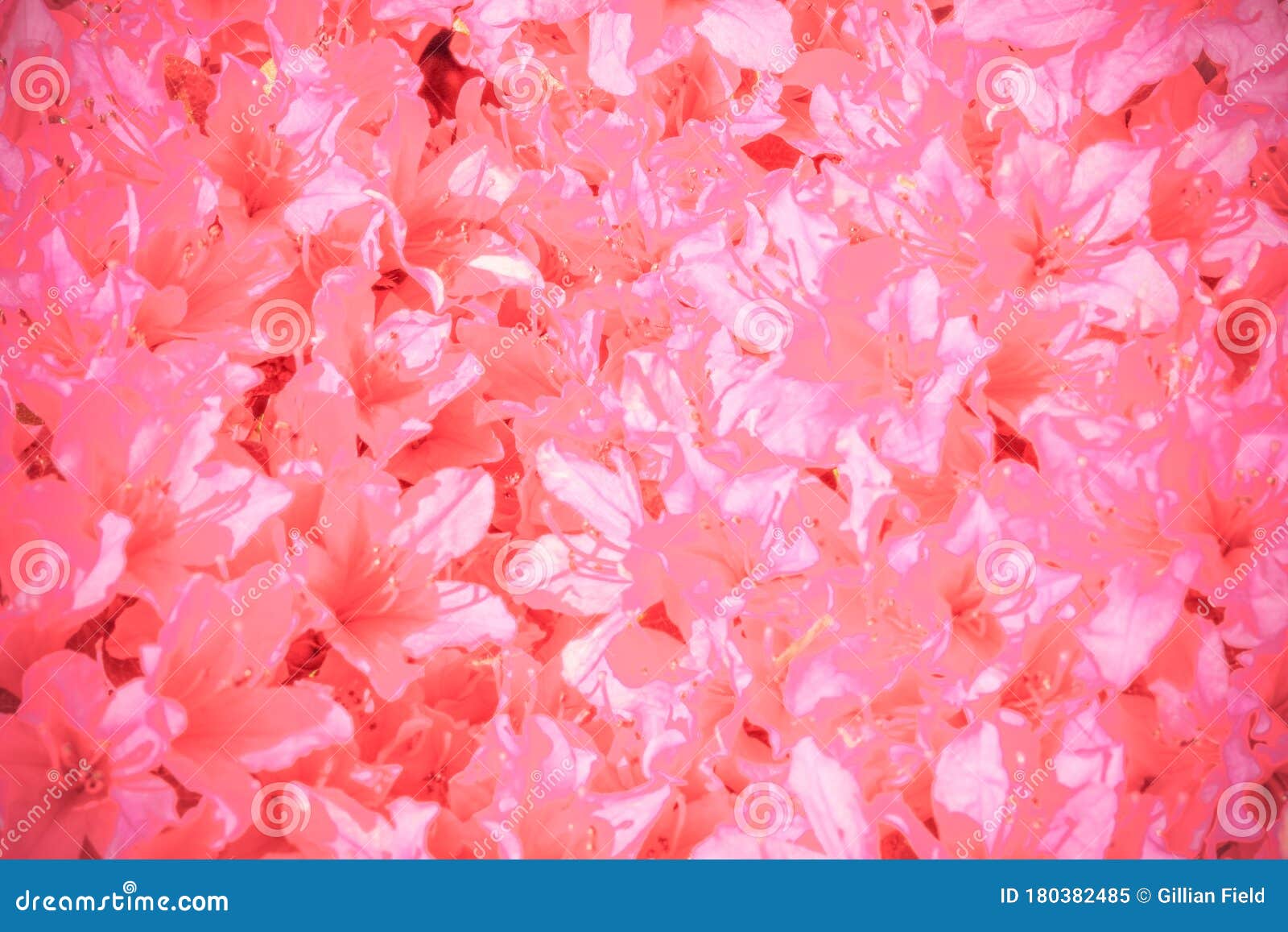 A Soft Pink Flower Background Stock Image - Image of flower, background ...