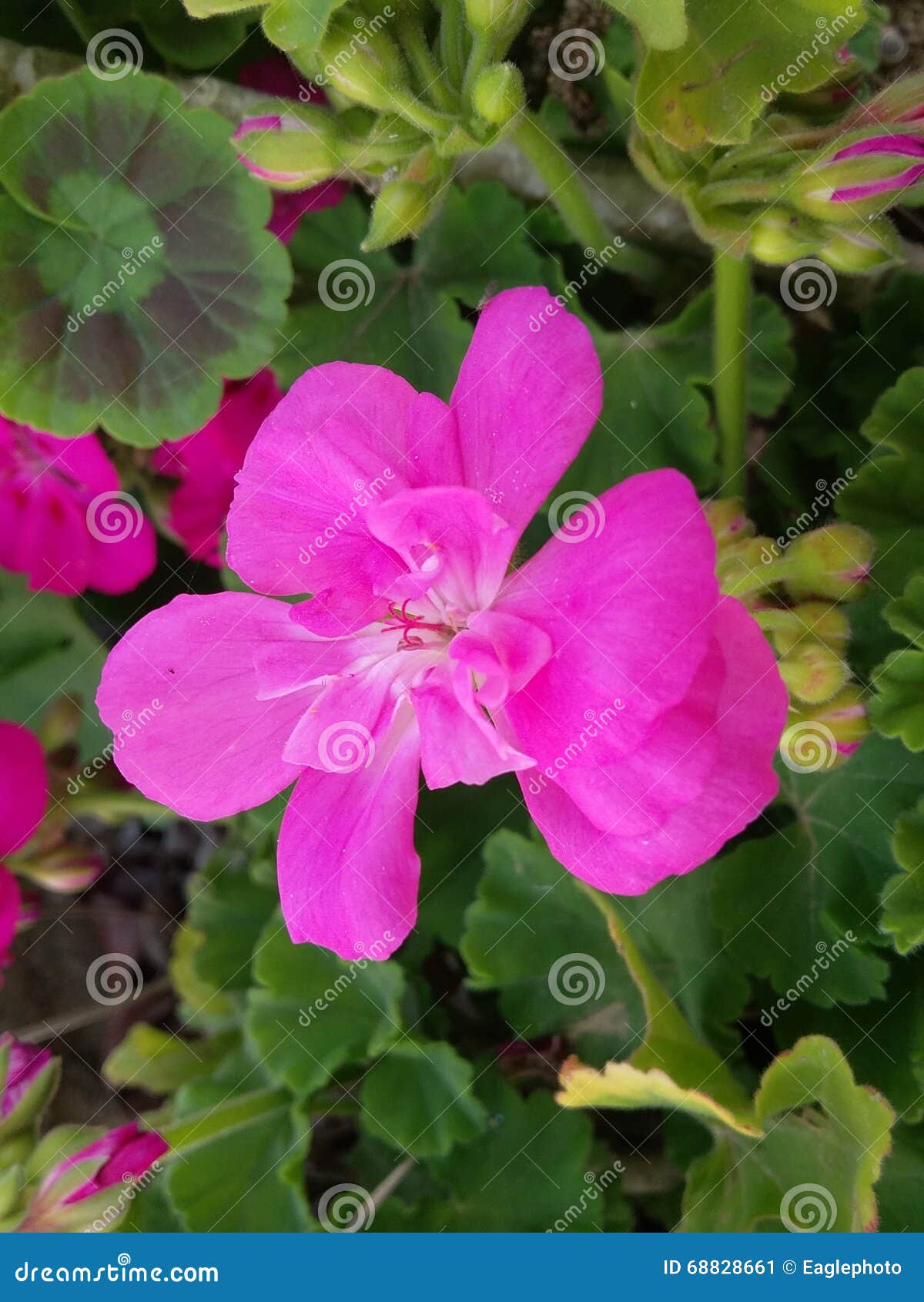 A Soft Pink Flower at the First of Spring 2016. Stock Image - Image of ...