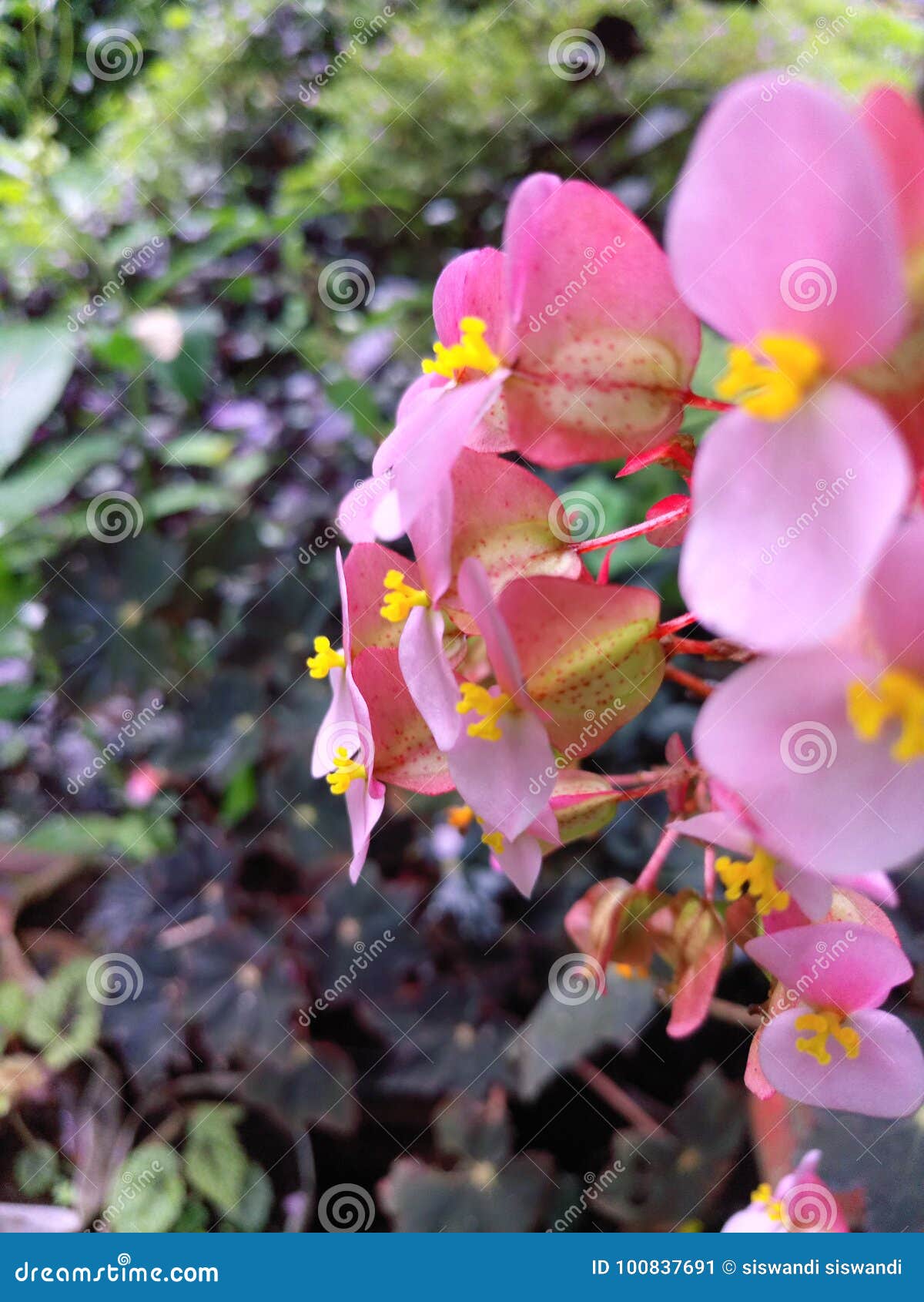 Soft pink flowers stock image. Image of yellow, green - 100837691