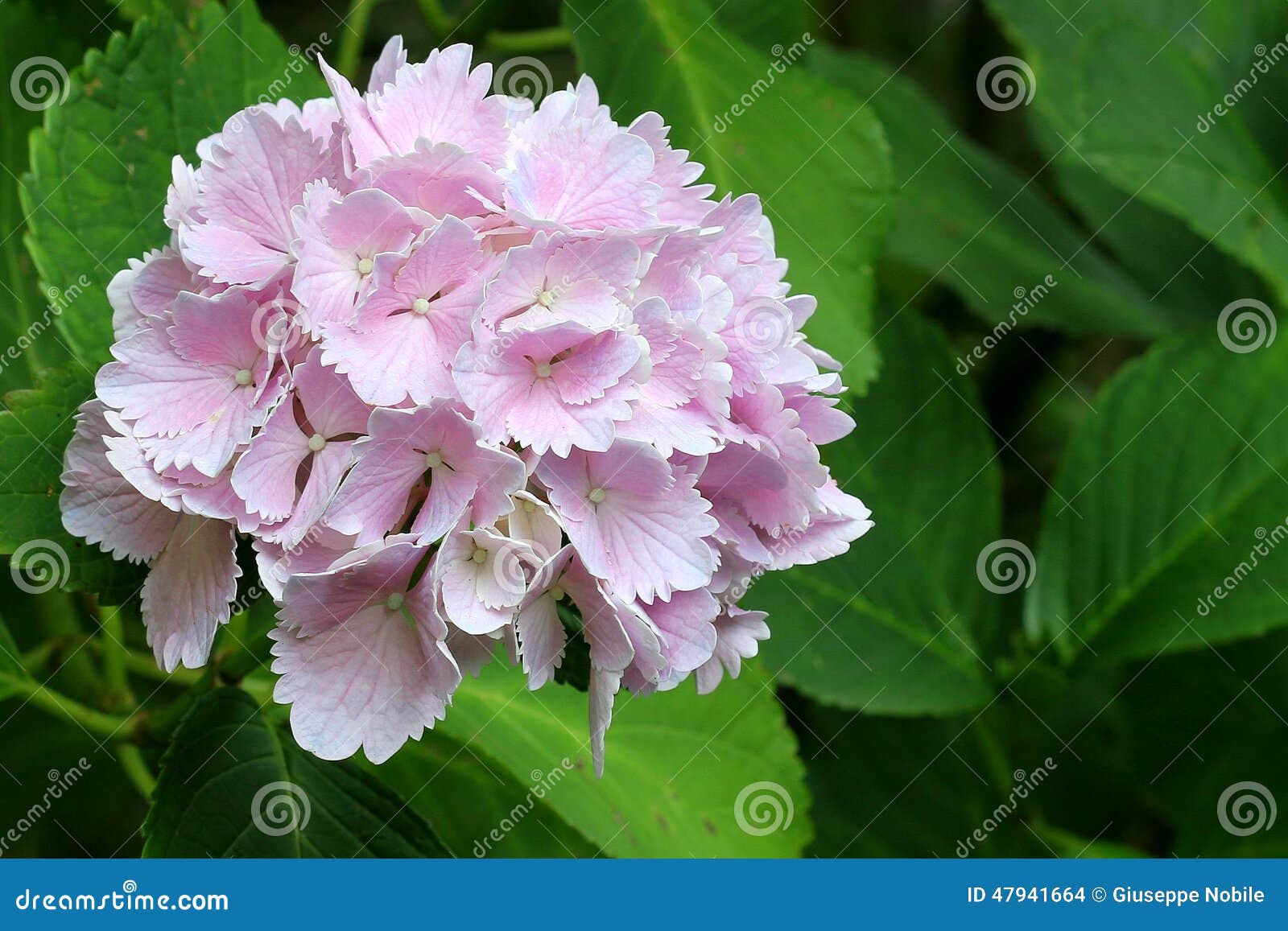 Soft pink hydrangea stock photo. Image of bloom, june - 47941664