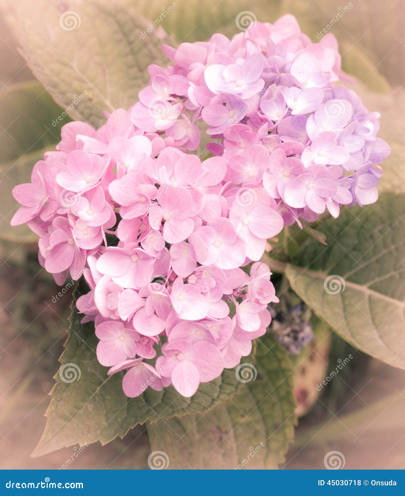 Soft pink hydrangea stock photo. Image of nature, blossom - 45030718