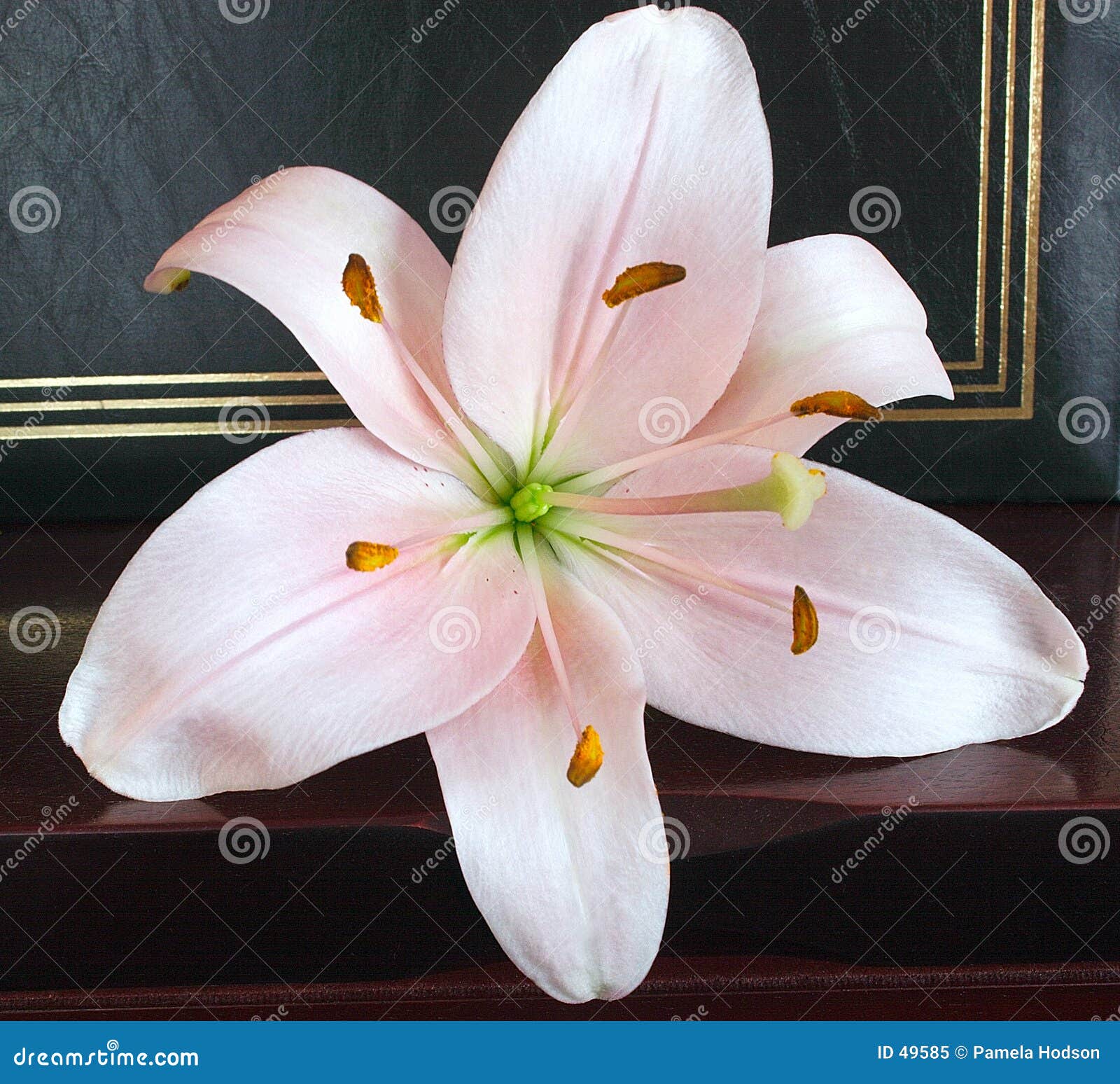 Soft pink lily stock image. Image of gardens, lily, pink - 49585