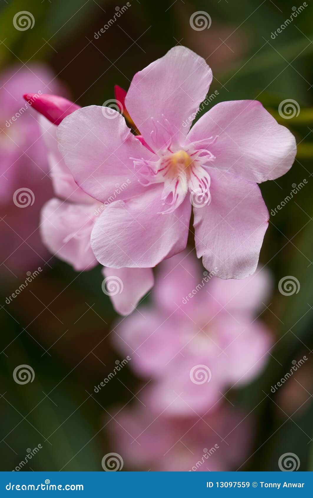 Soft Pink Nerium Oleander Flower Stock Image - Image of color, oleander ...