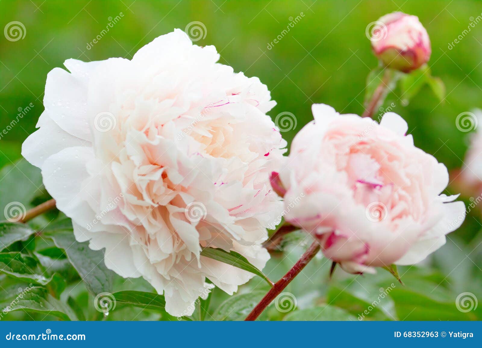 Soft Pink Peonies in the Flowerbed Stock Image - Image of flowerbed ...