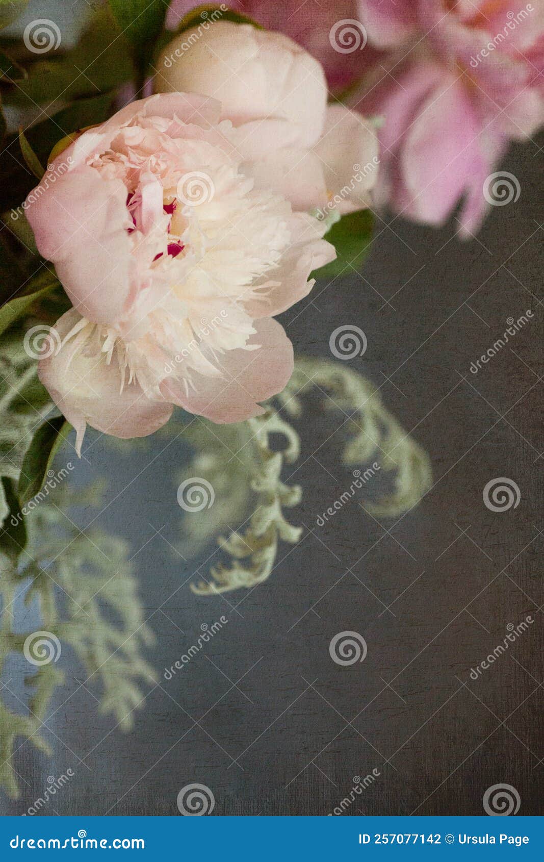 Soft Pink Peonies in a Vase Stock Photo - Image of blossom, flower ...