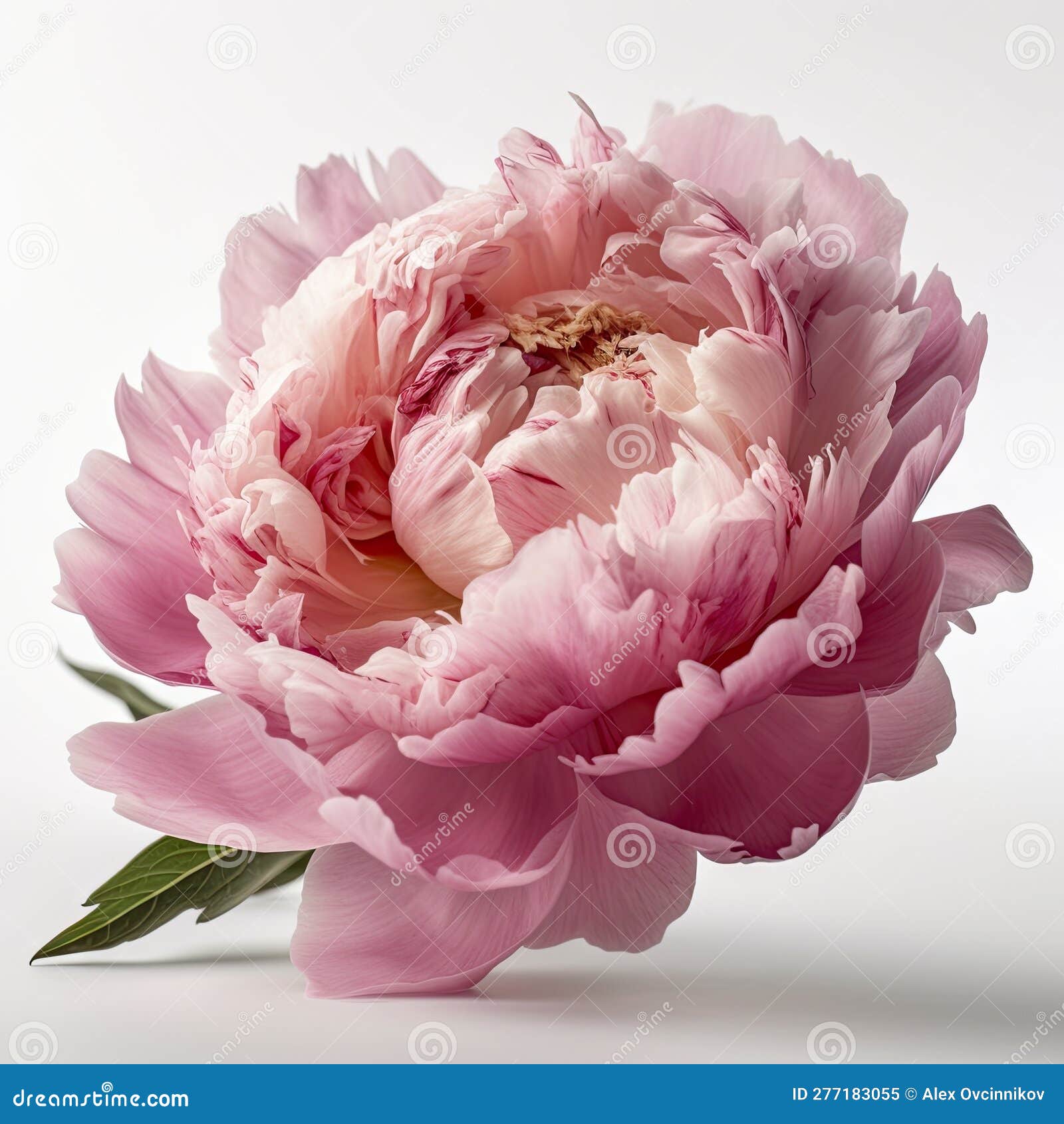 Soft Pink Peony Blossom on White Background for Invitations and Posters ...