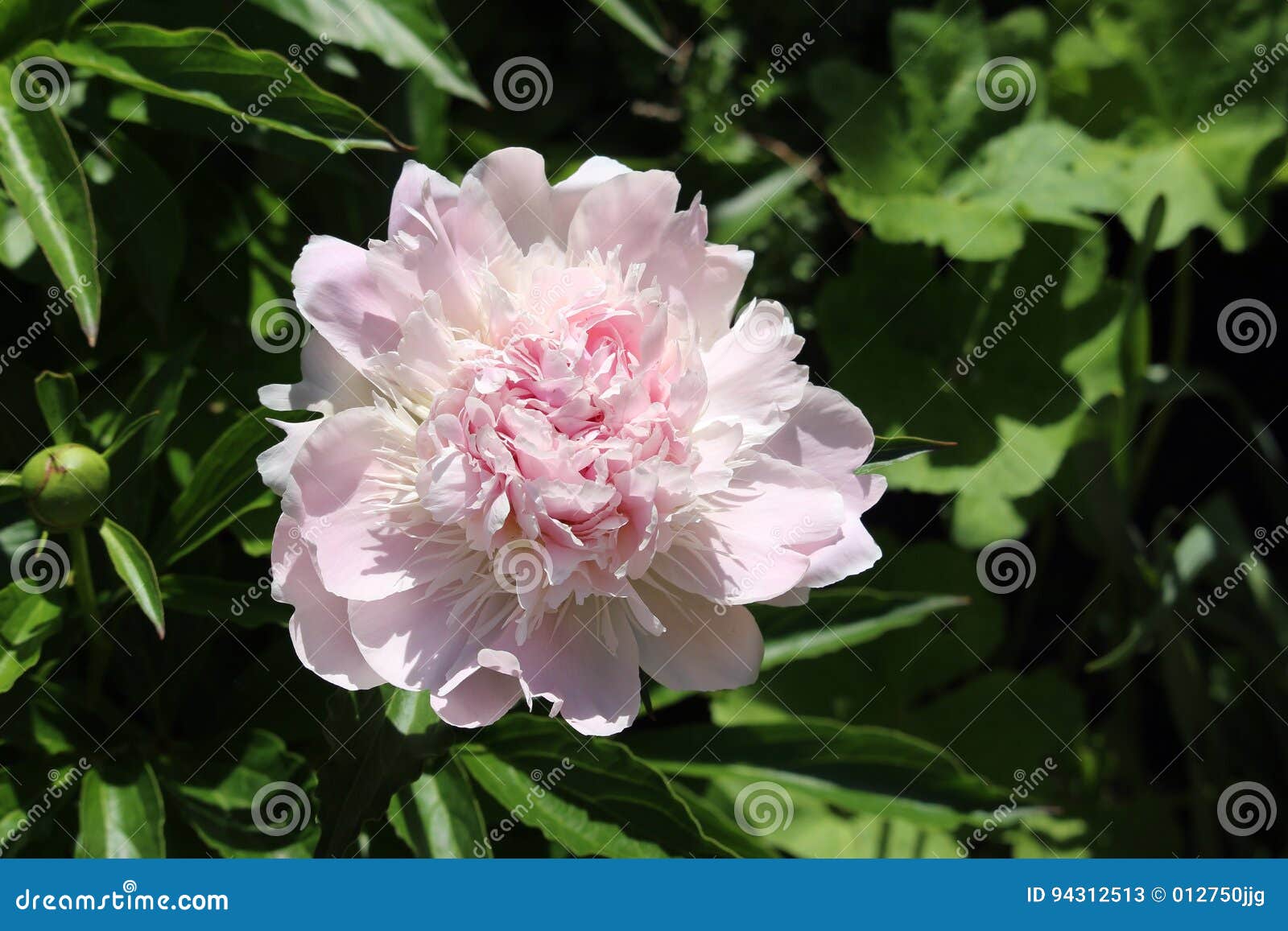 Soft pink Peony flower stock image. Image of pink, peony - 94312513