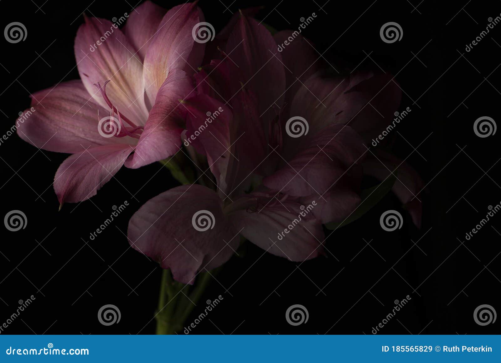 Soft Pink Peruvian Lily Flower Stock Image - Image of fresh, beautiful ...