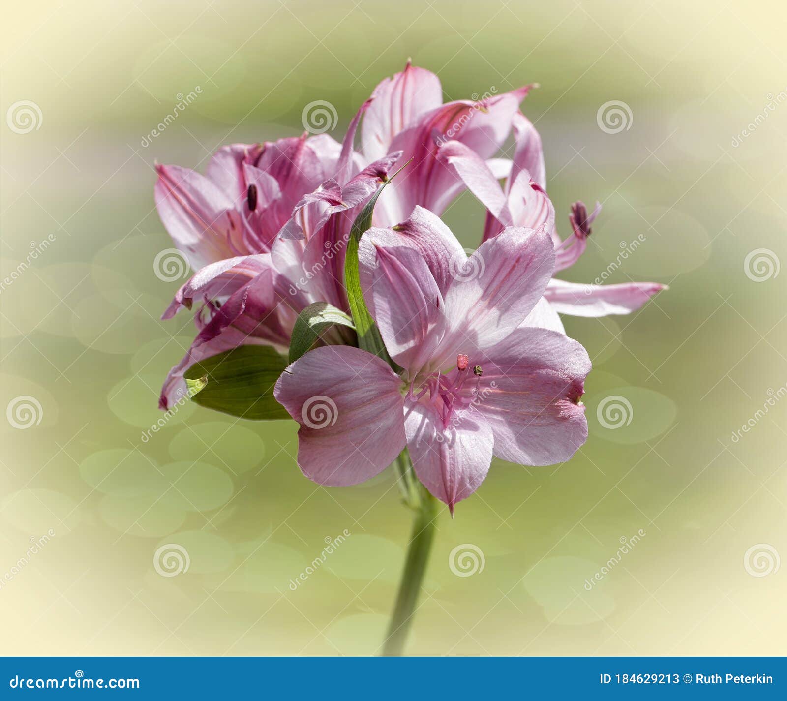Soft Pink Peruvian Lily stock image. Image of fresh - 184629213