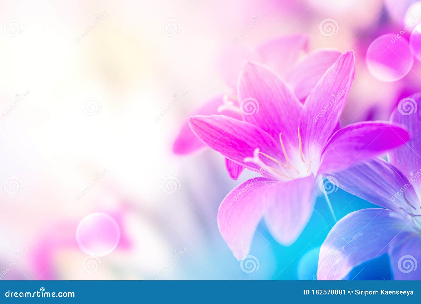 Soft Pink Rain Lilly Flower Romance Background Stock Image - Image of ...