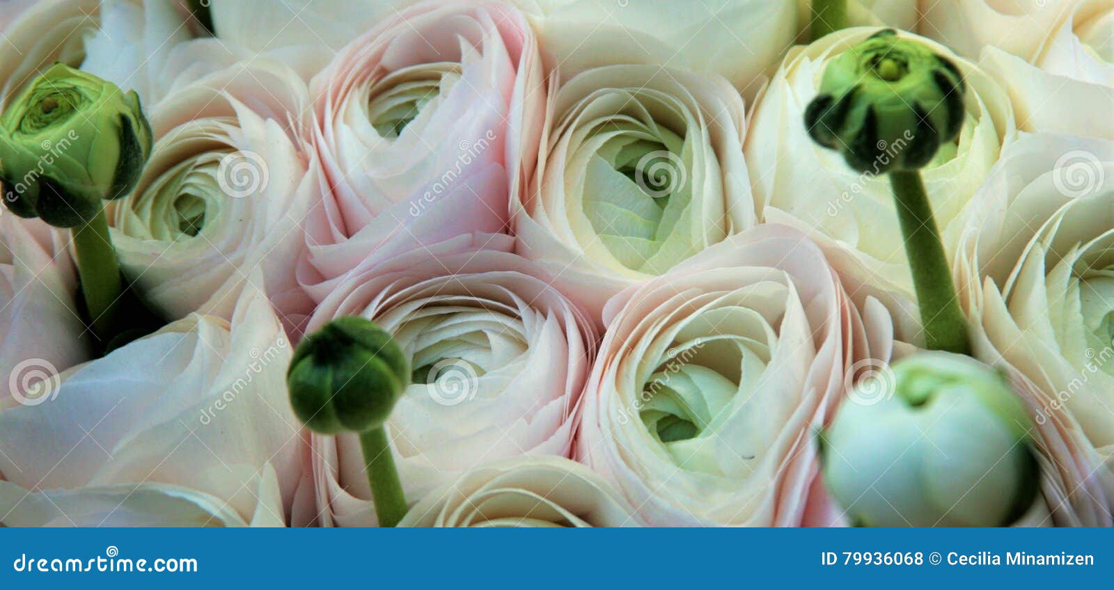Soft pink ranunculus stock photo. Image of pink, flowers - 79936068