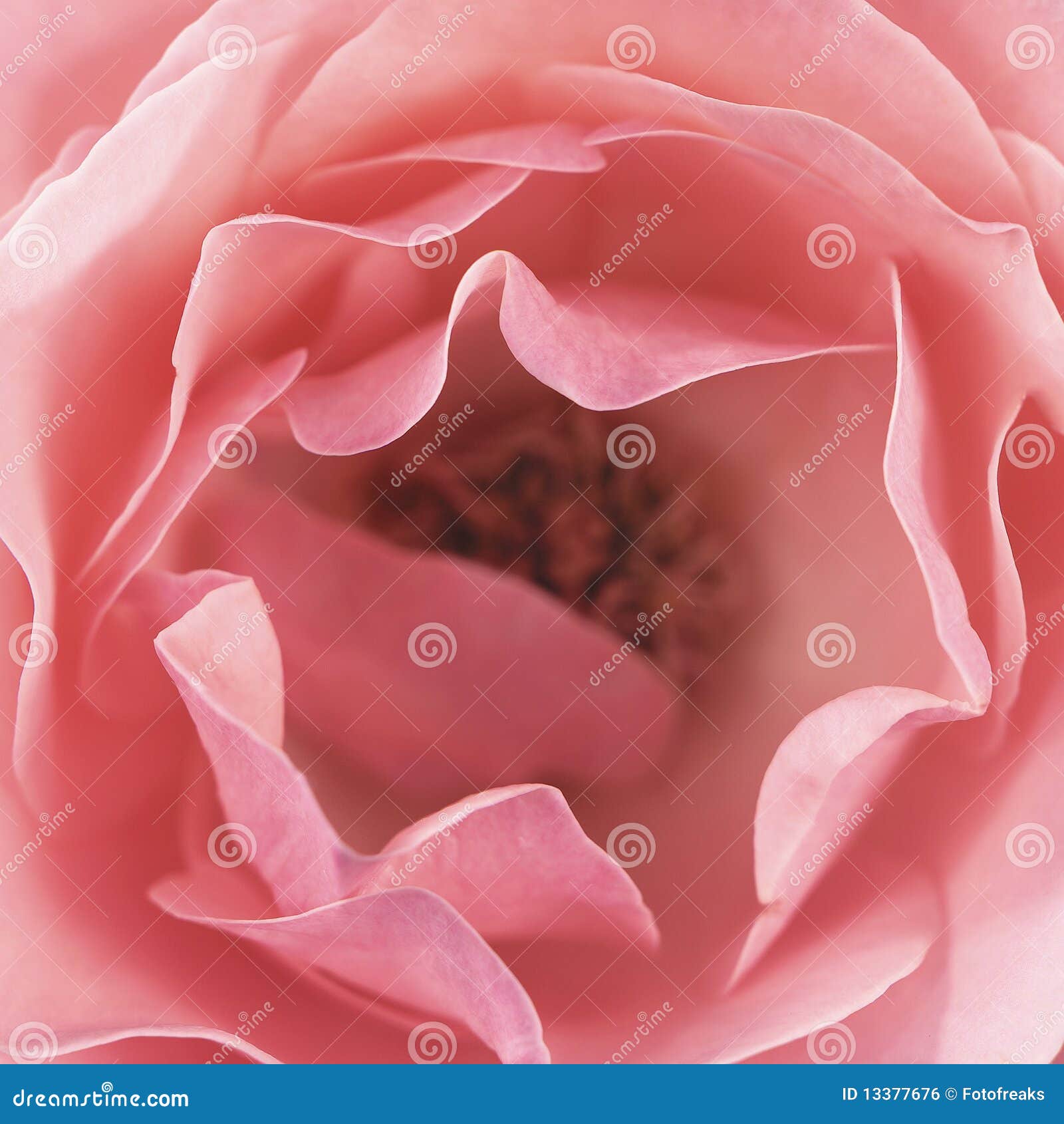 Soft pink rose stock photo. Image of close, focus, closeup - 13377676