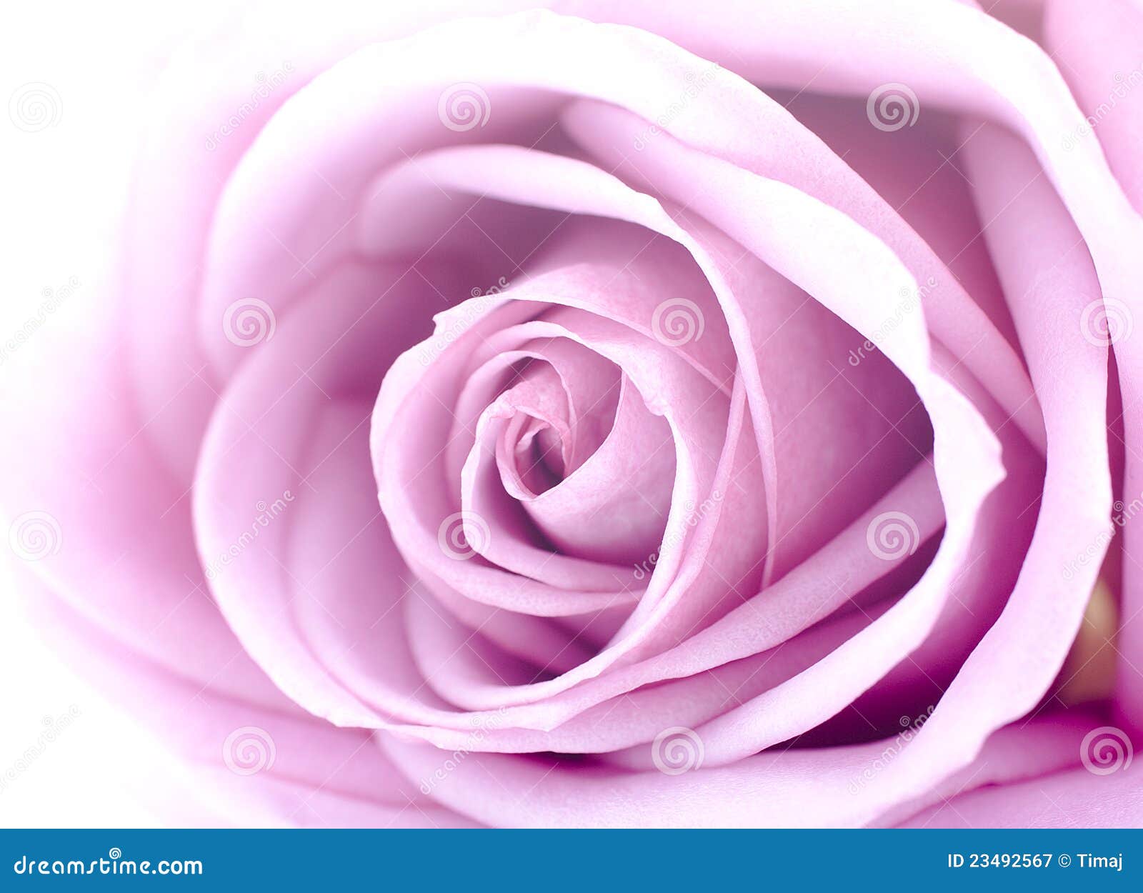 Soft pink rose stock image. Image of love, scented, nature - 23492567