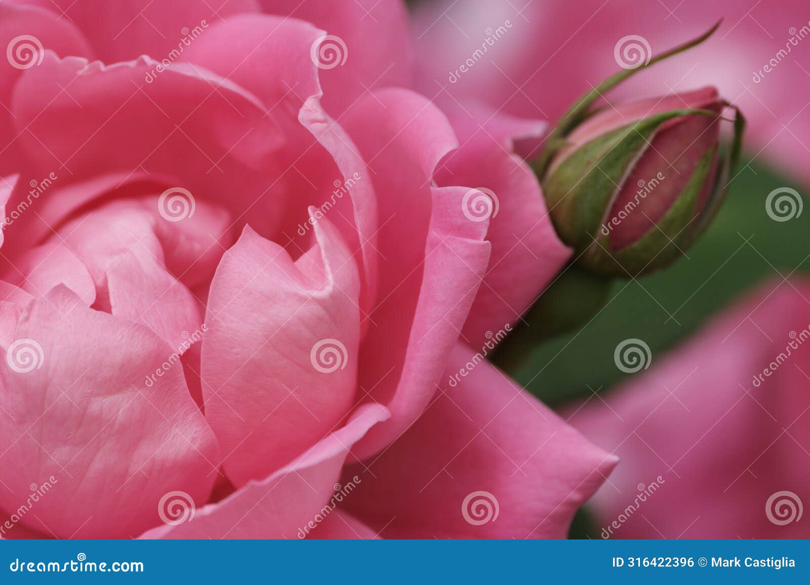 Soft Pink Rose Blossom and Bud Up Close Stock Photo - Image of gift ...