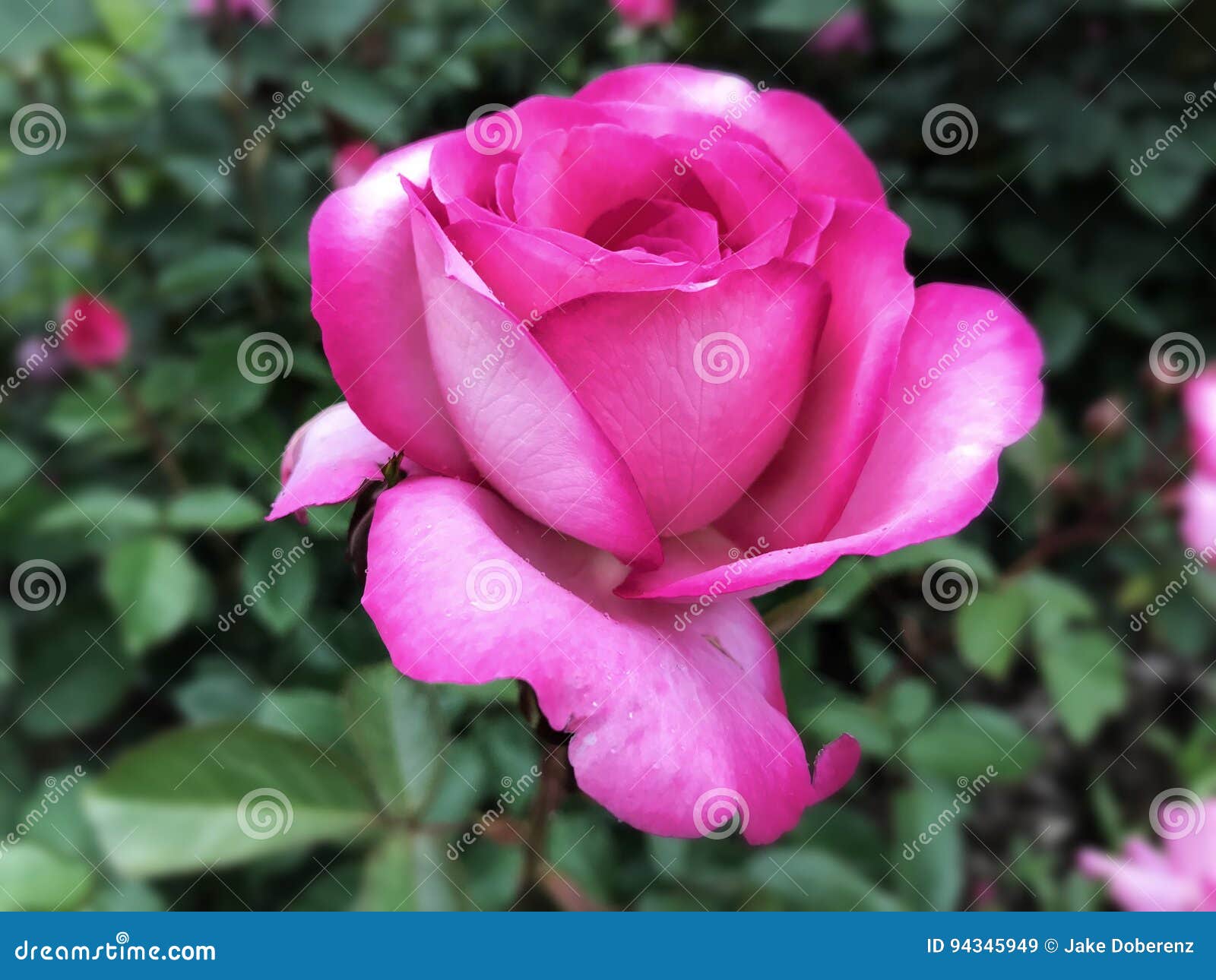 Soft pink rose stock image. Image of rose, pink, shades - 94345949