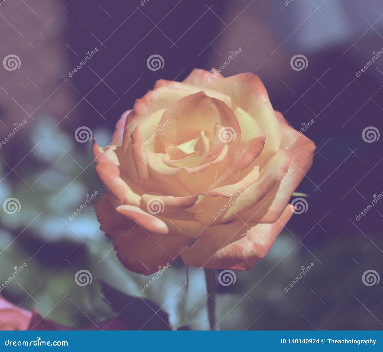 Soft pink rose stock photo. Image of petal, petals, flower - 140140924