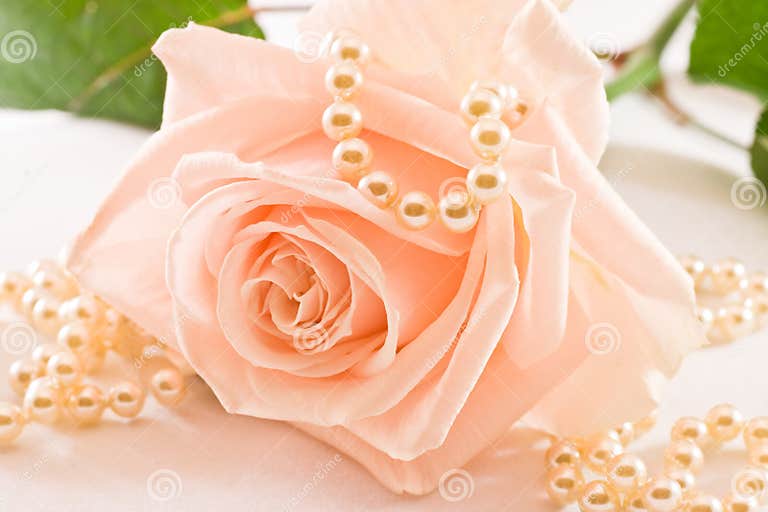 Soft pink rose and pearls stock image. Image of romantic - 8125233