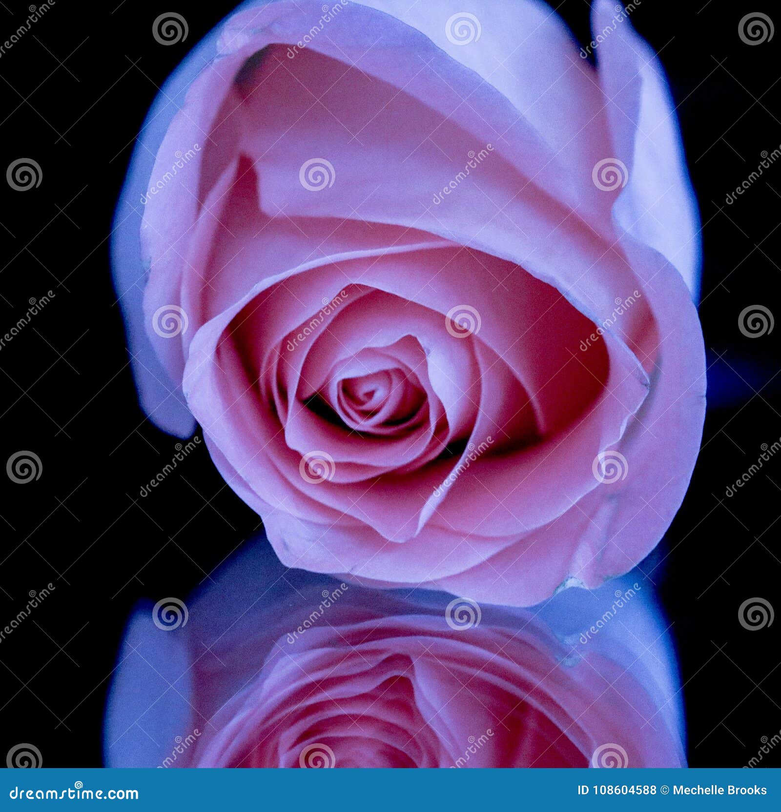 Soft pink rose reflection stock photo. Image of soft - 108604588