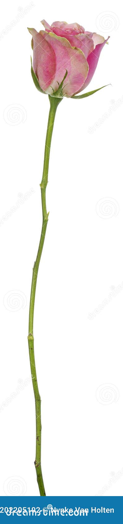 Soft Pink Rose on White Background Stock Photo - Image of background ...