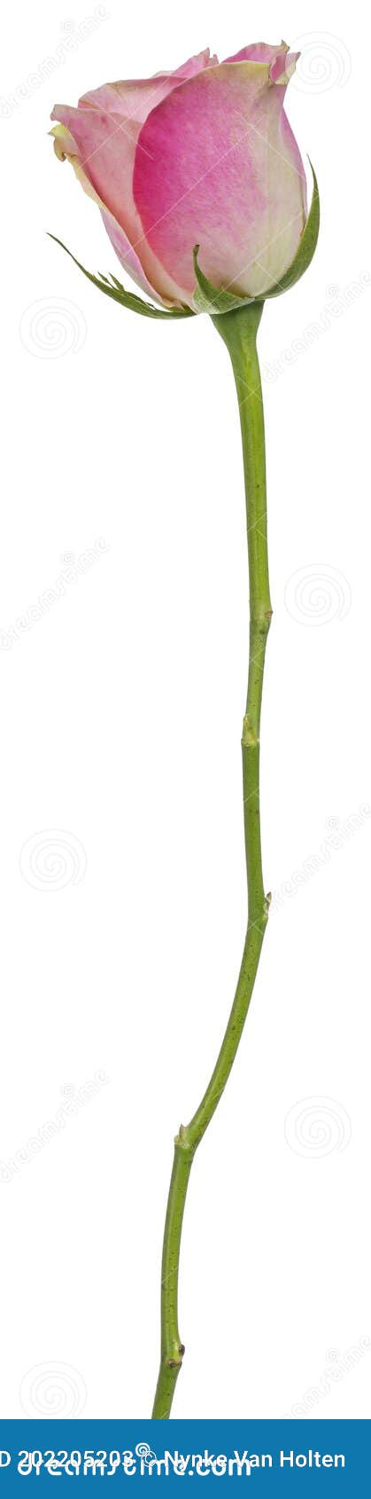 Soft Pink Rose on White Background Stock Image - Image of macro ...