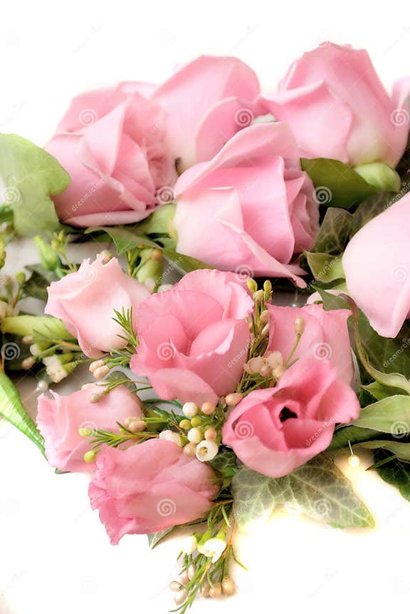 Soft Pink Roses stock photo. Image of flowers, pink, romantic - 17738580