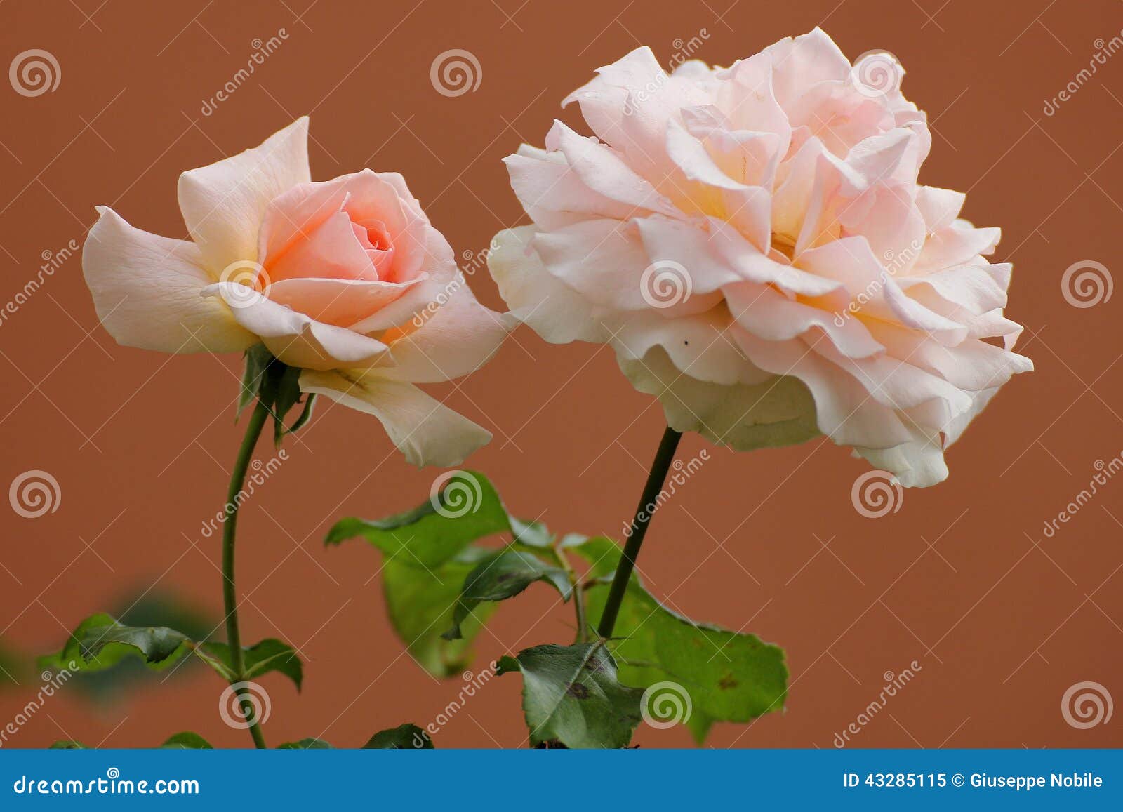 Soft pink roses stock image. Image of black, drop, environment - 43285115