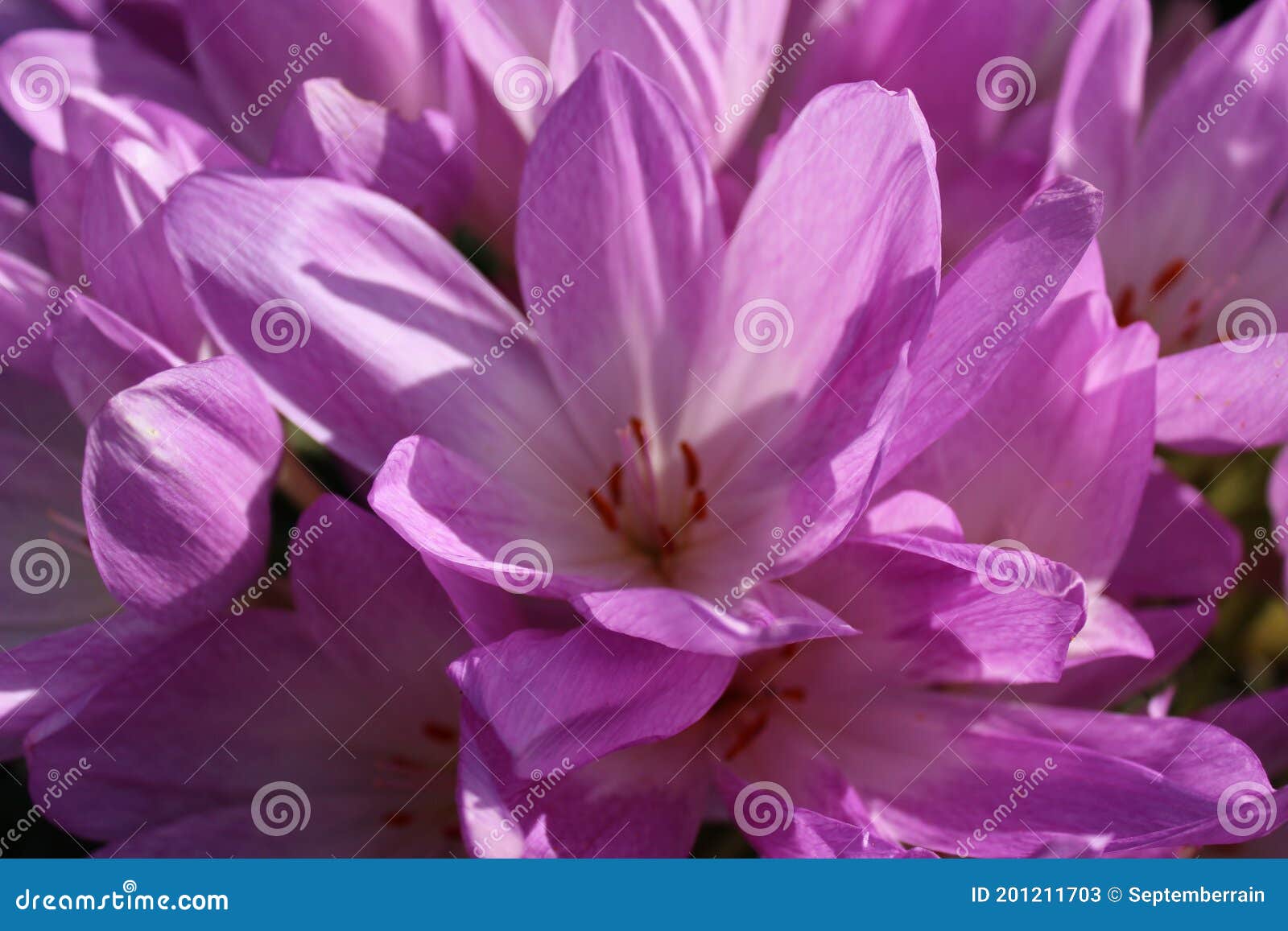 Soft Purple Flowers in Full Bloom Stock Image - Image of flower ...