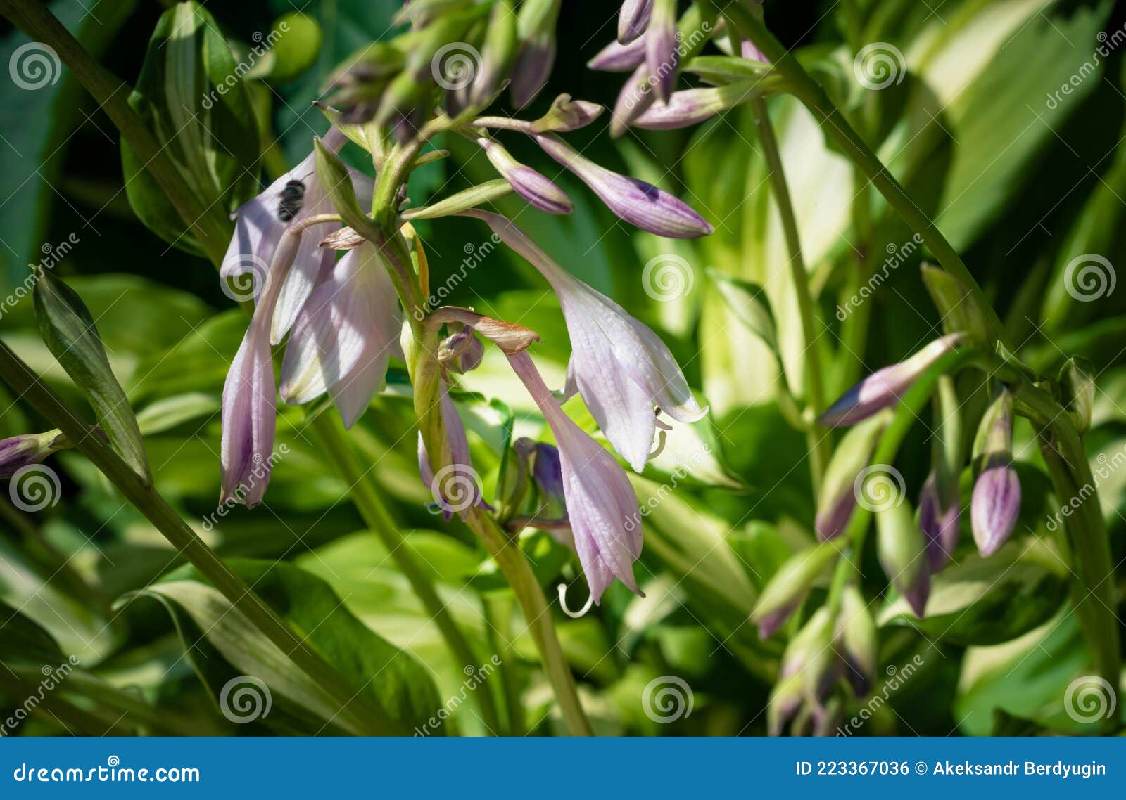 Hosta, Hostas, Plantain Lilies, Giboshi White Flower With Drop Macro ...