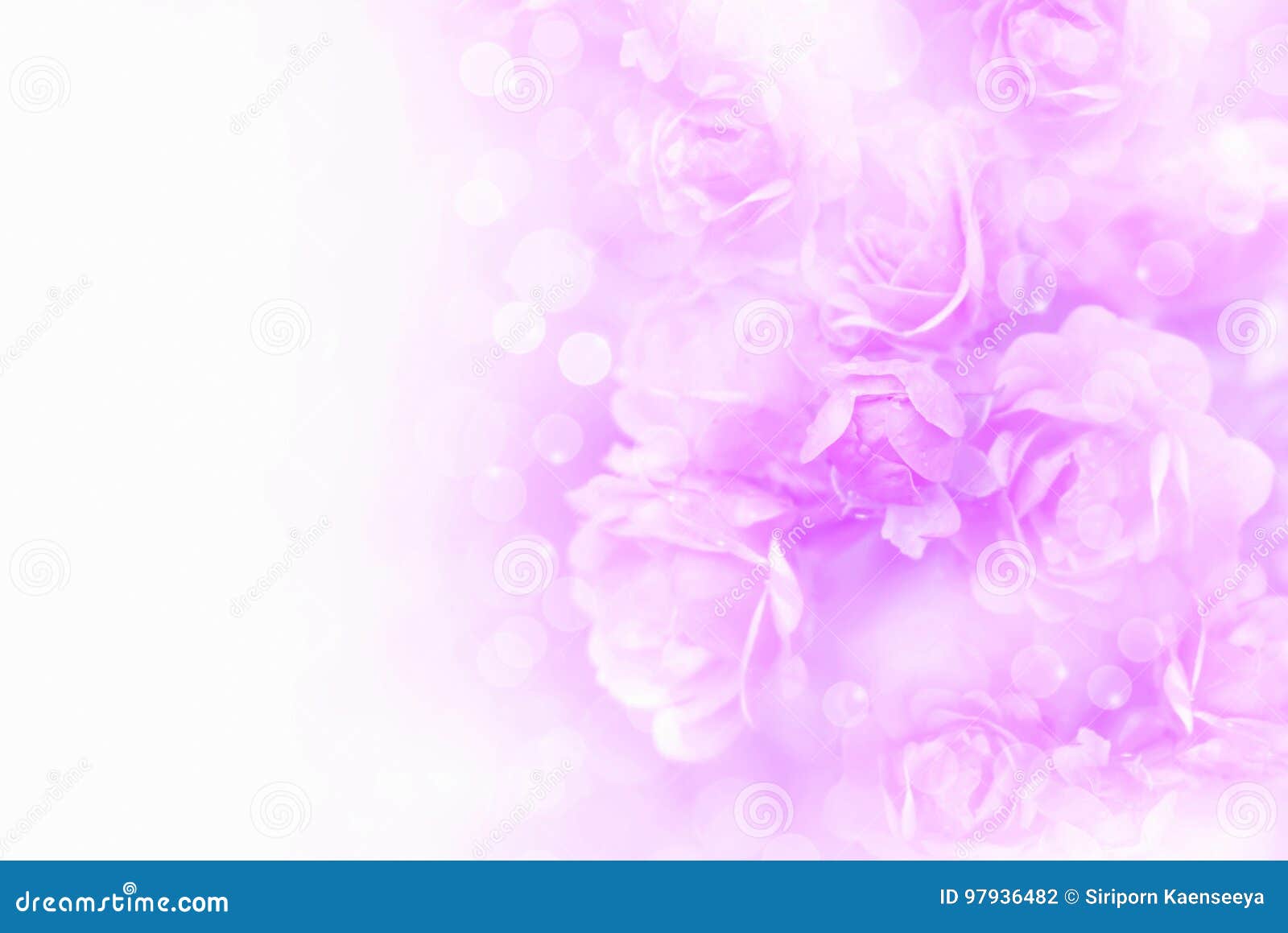 Soft Purple Roses Flower Frame Vintage Background Stock Photo - Image ...