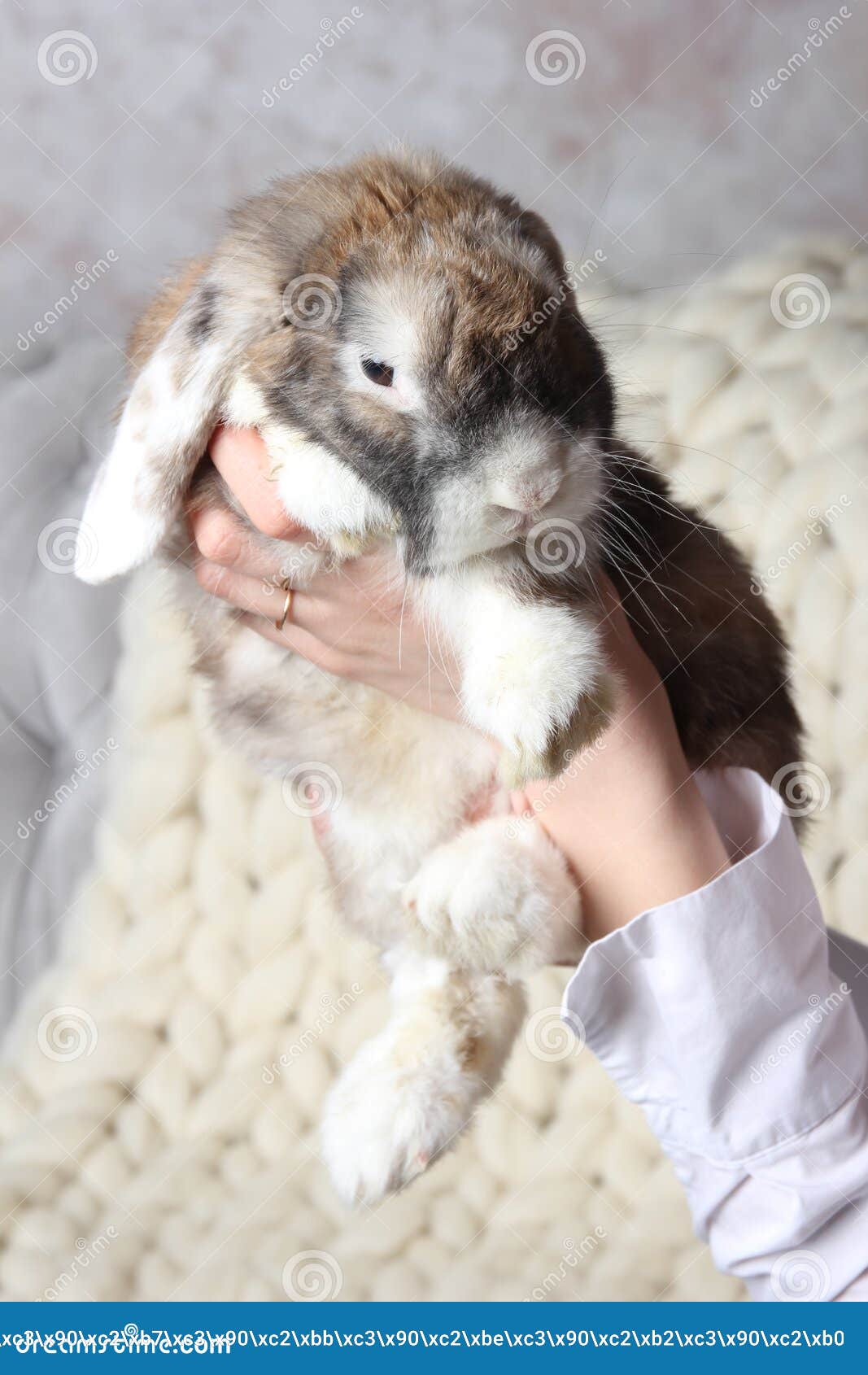 Soft rabbit on your hands stock photo. Image of male - 213028094
