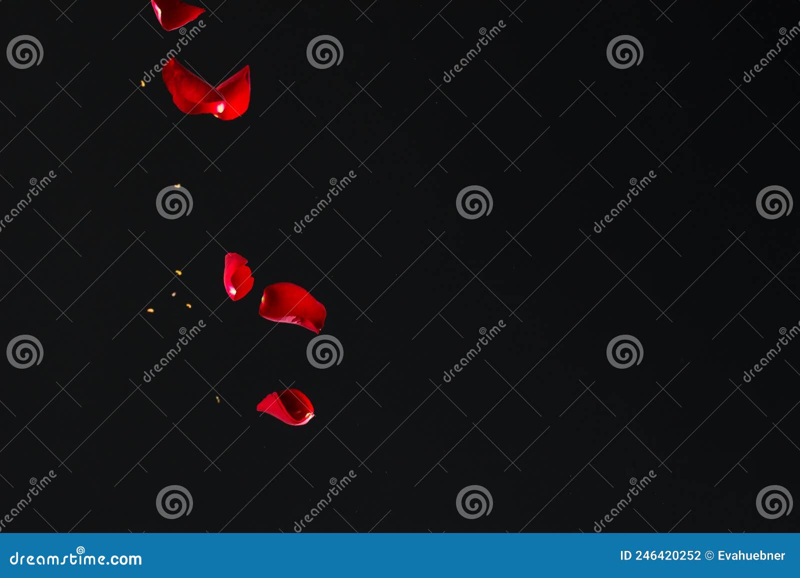 Red Rose Petals Falling in Front of Black Background Stock Photo ...