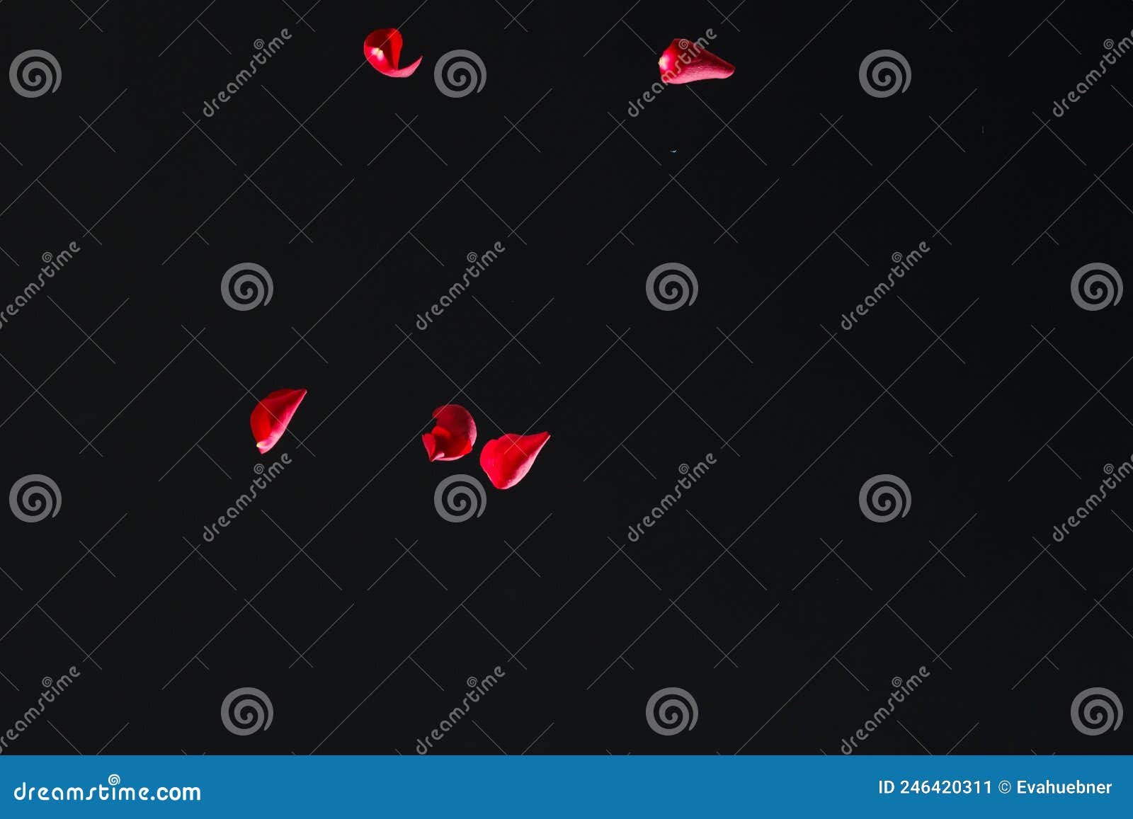 Red Rose Petals Falling in Front of Black Background Stock Image ...
