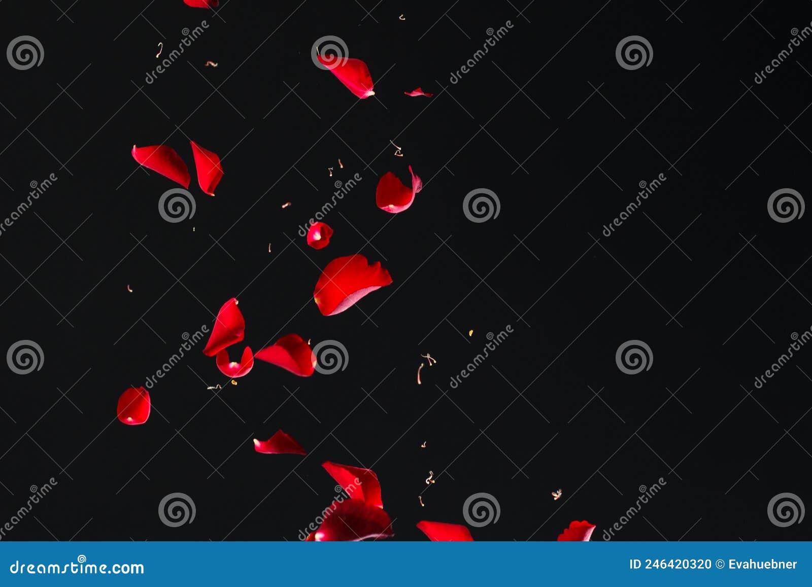 Red Rose Petals Falling in Front of Black Background Stock Photo ...
