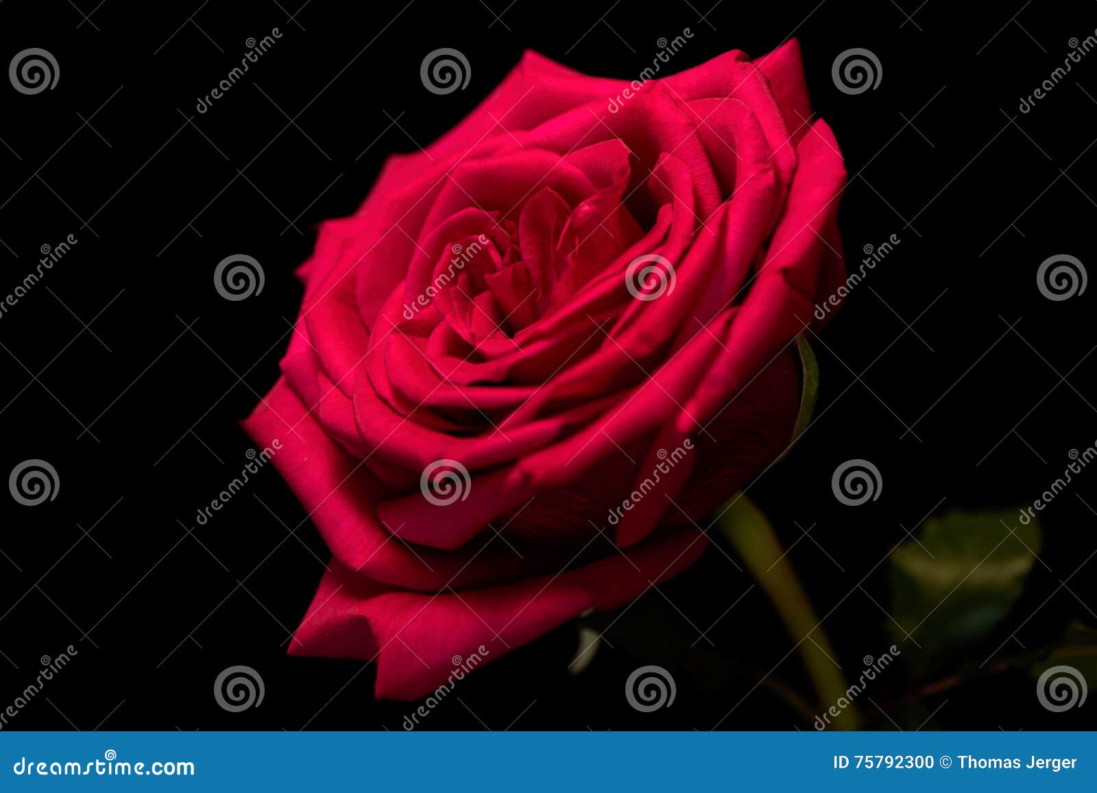 Soft Red Rose stock photo. Image of green, back, flora - 75792300