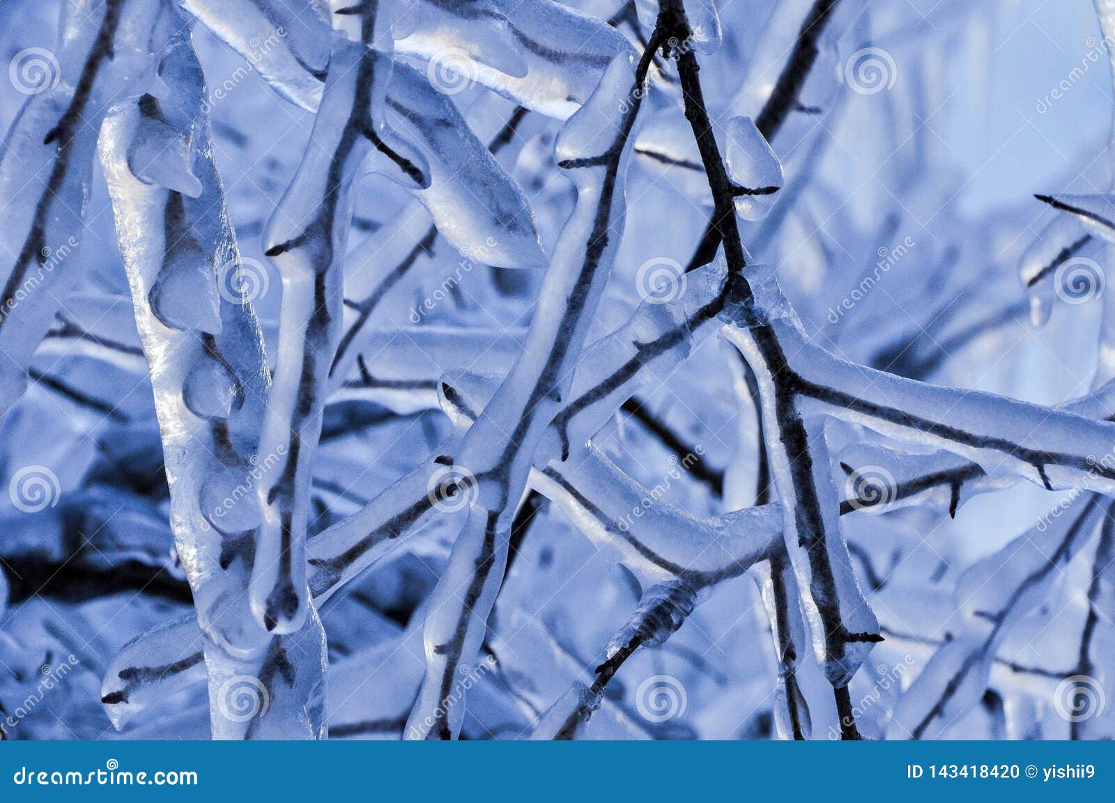 Soft Rime Seen on Cold Morning Stock Photo - Image of nature, winter ...