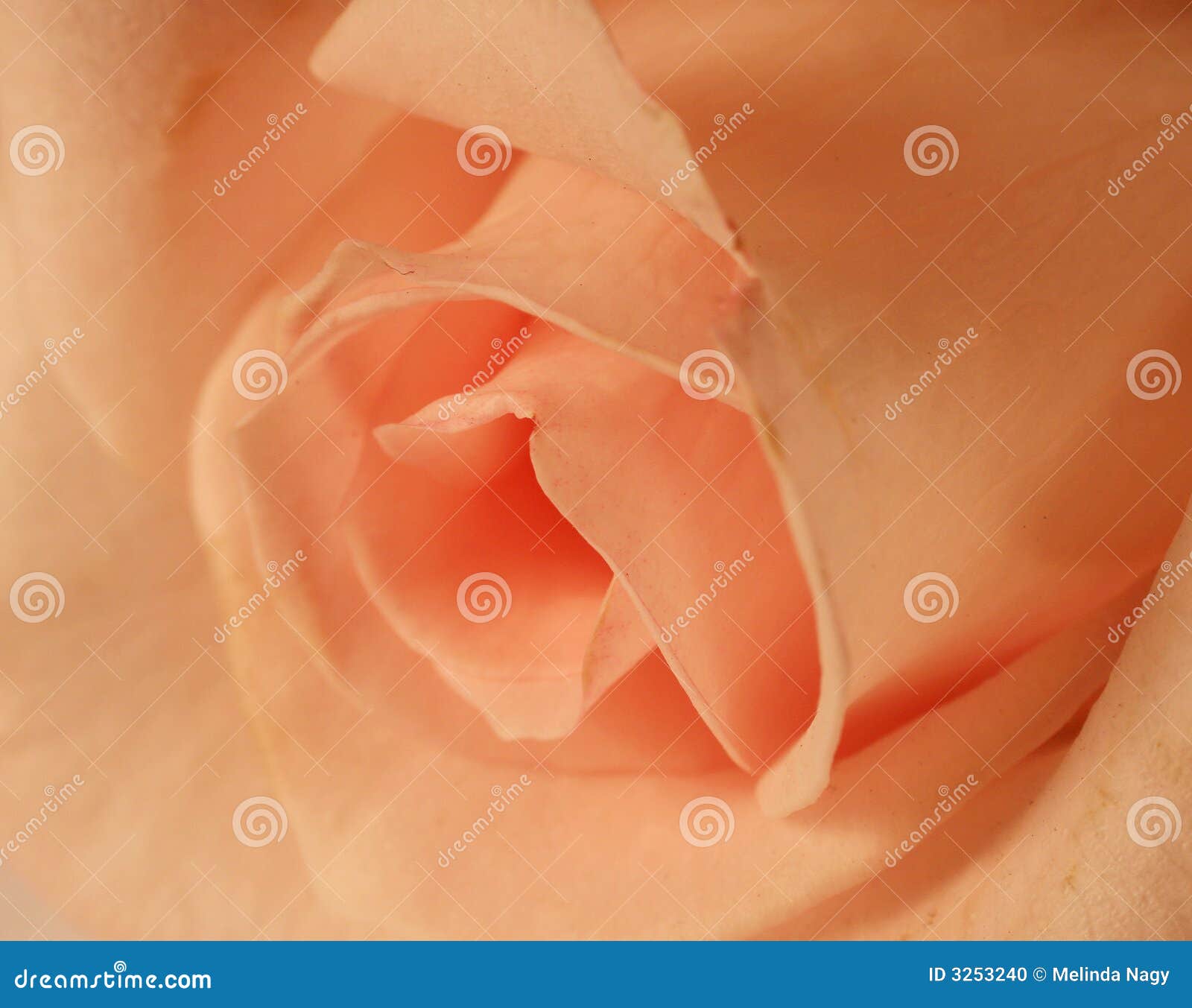 Soft rose stock photo. Image of rosy, ornamental, garden - 3253240