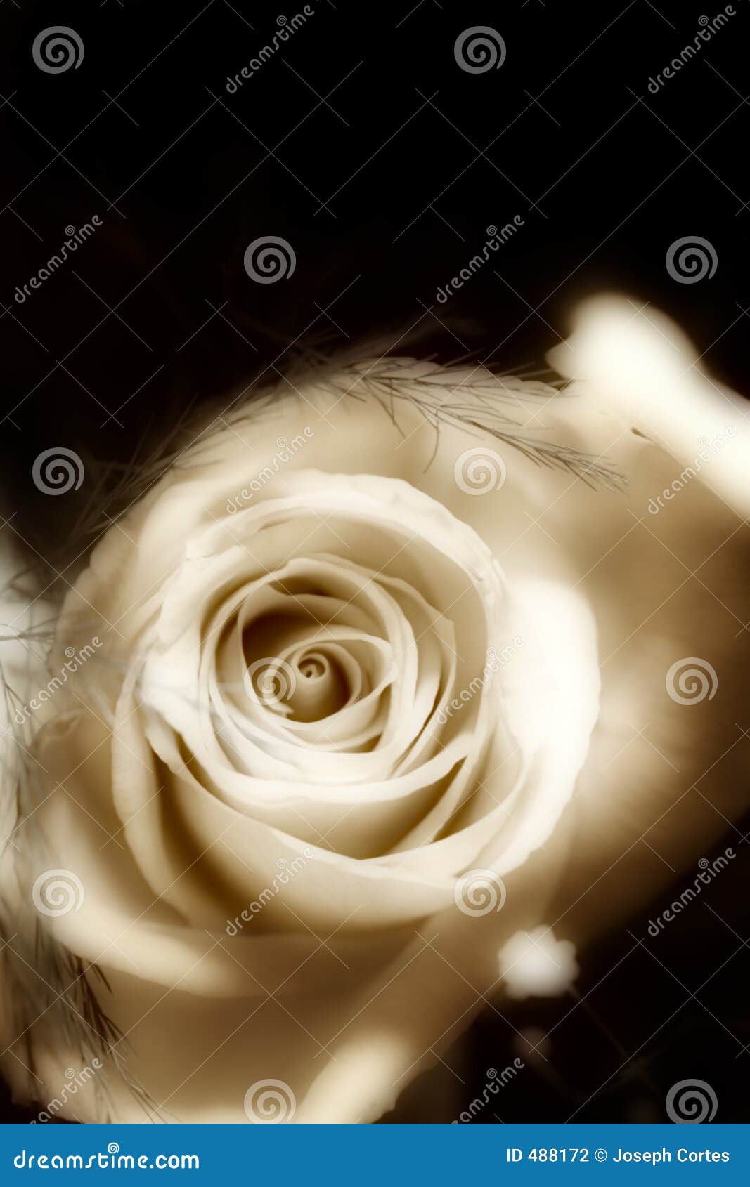 Soft rose stock photo. Image of softness, celebration, romantic - 488172